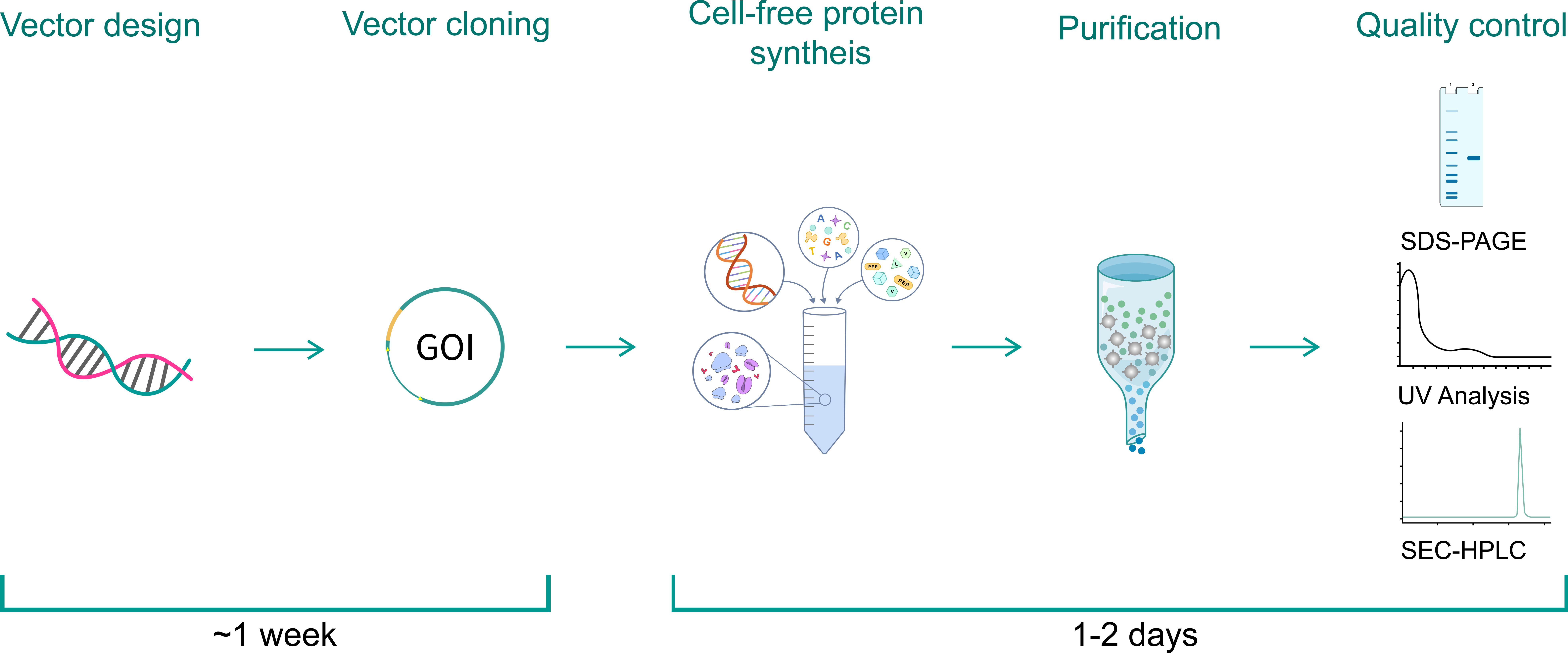 Cell Free Protein Expression Vectorbuilder